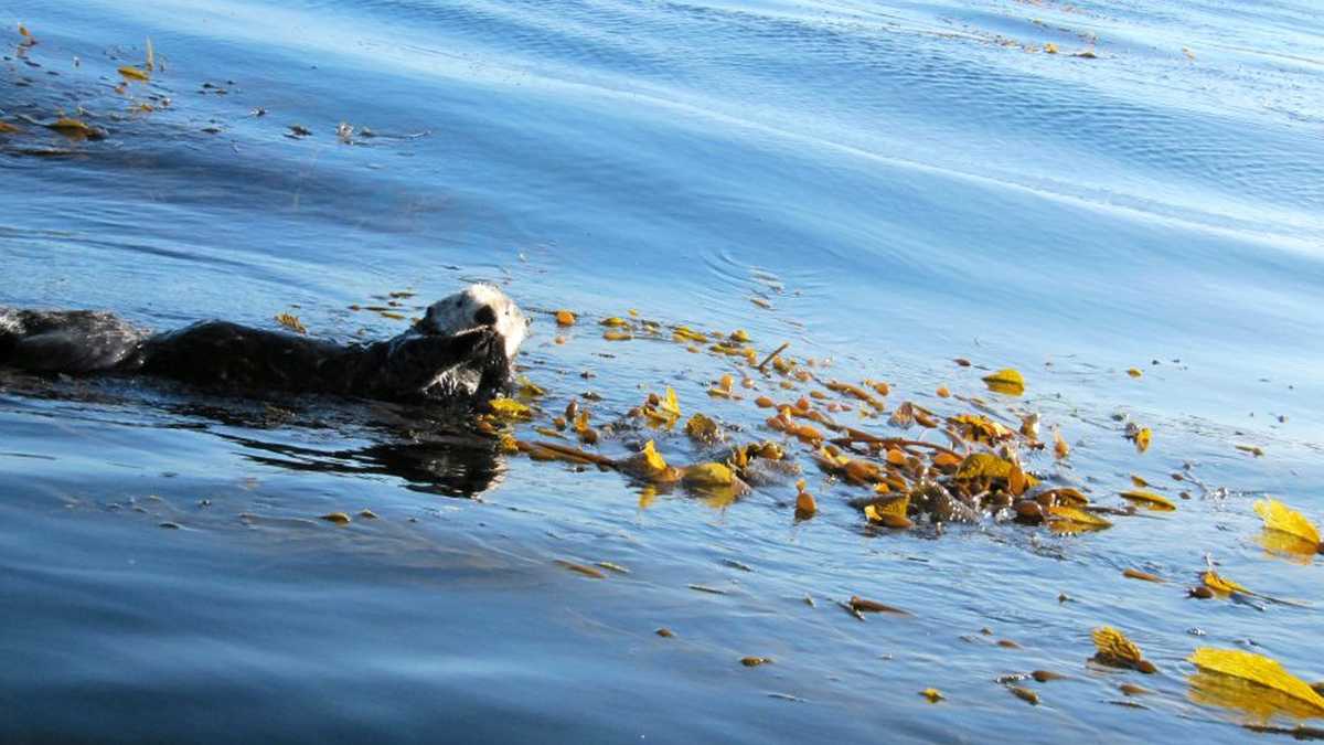 Great white sharks killing record number of Monterey Bay sea otters