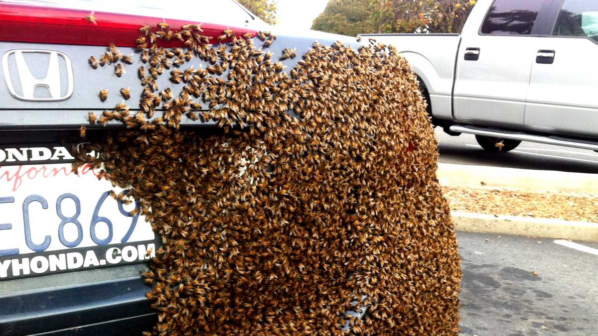 PHOTOS: Bees swarm Salinas woman's car