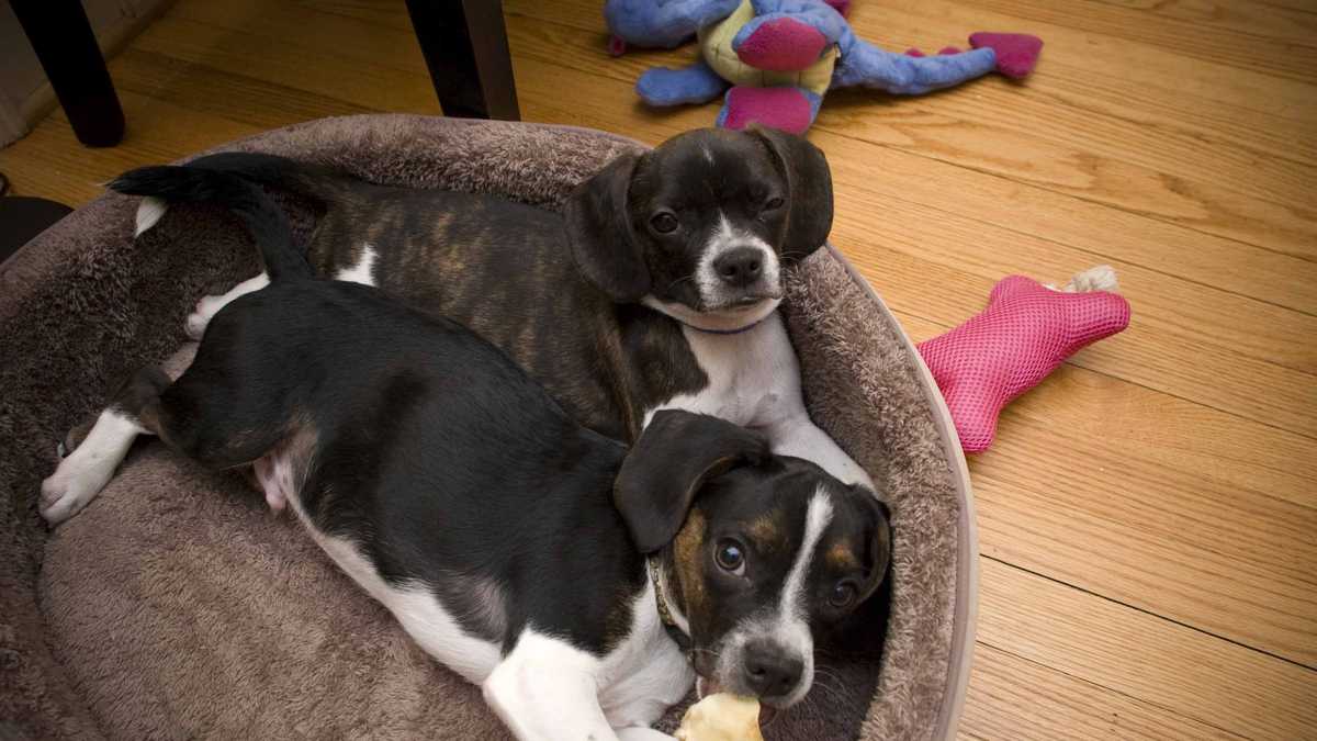 Photos: 50 cutest u local pets