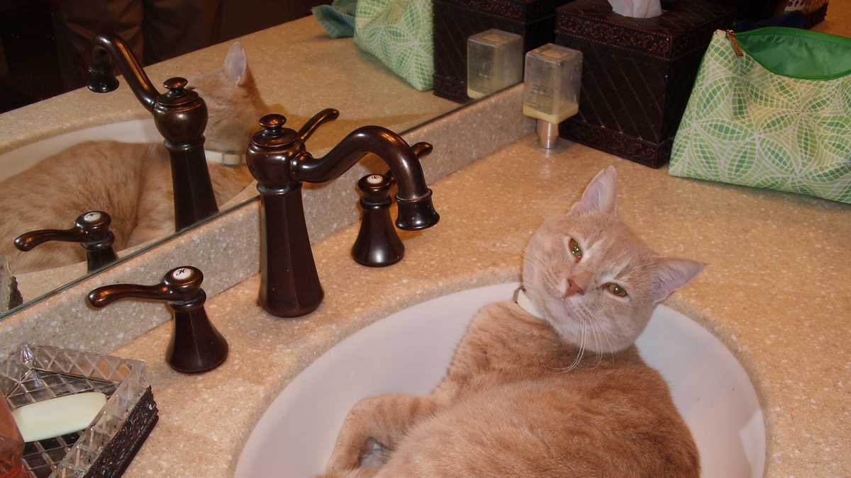 Photos: 50 cutest u local pets