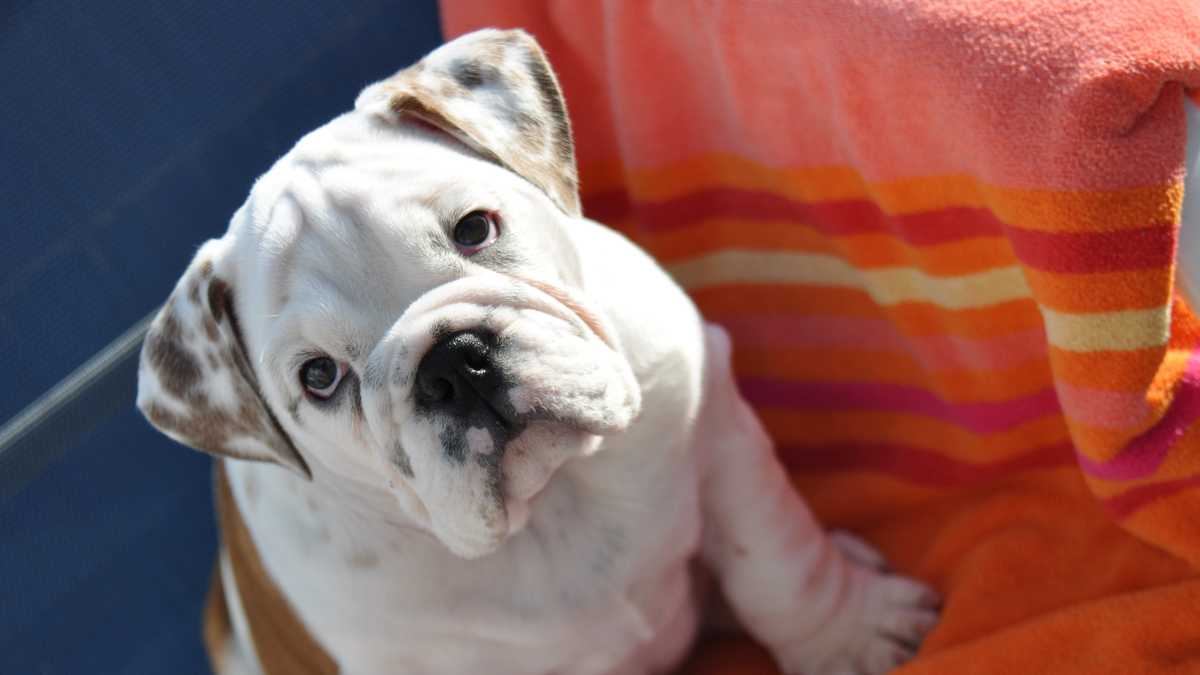 Photos: 50 cutest u local pets