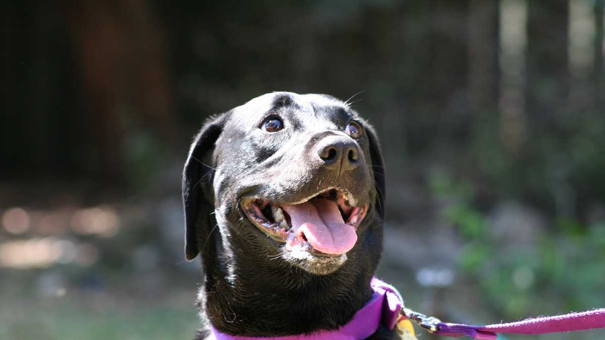 Photos: 50 cutest u local pets