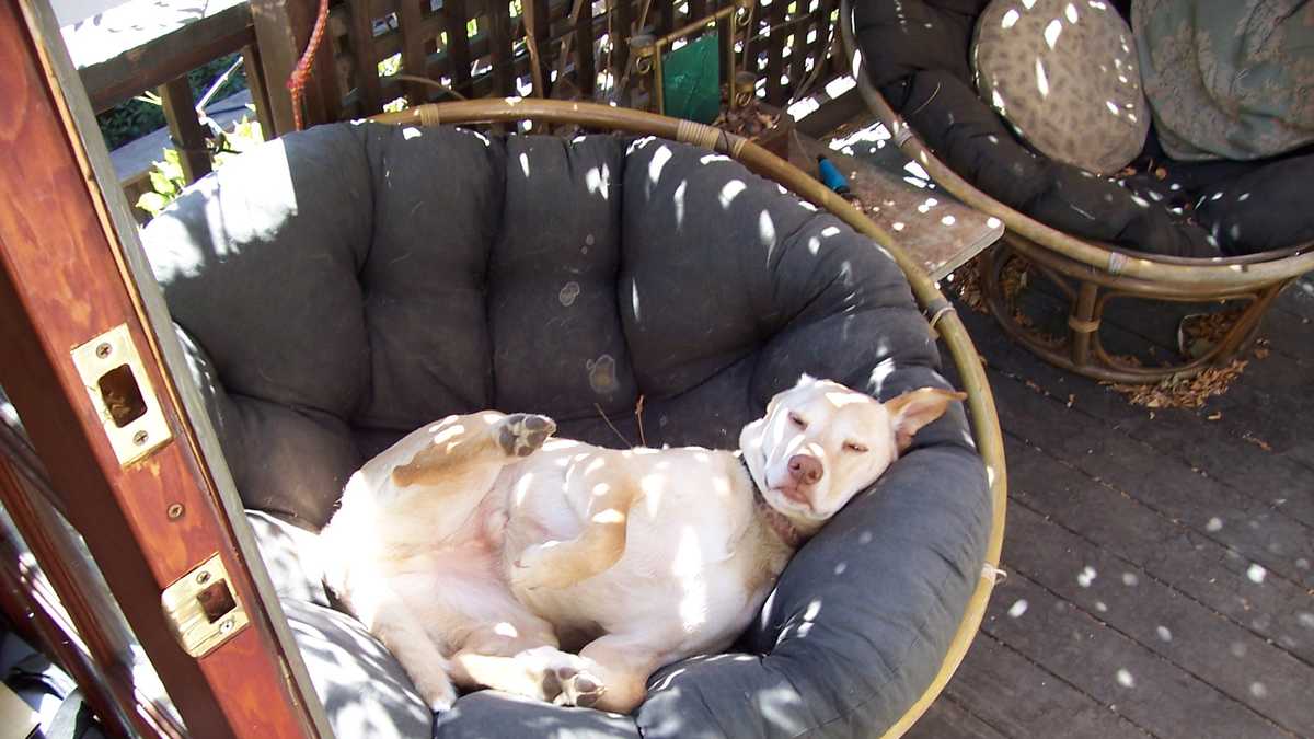 Photos: 50 cutest u local pets