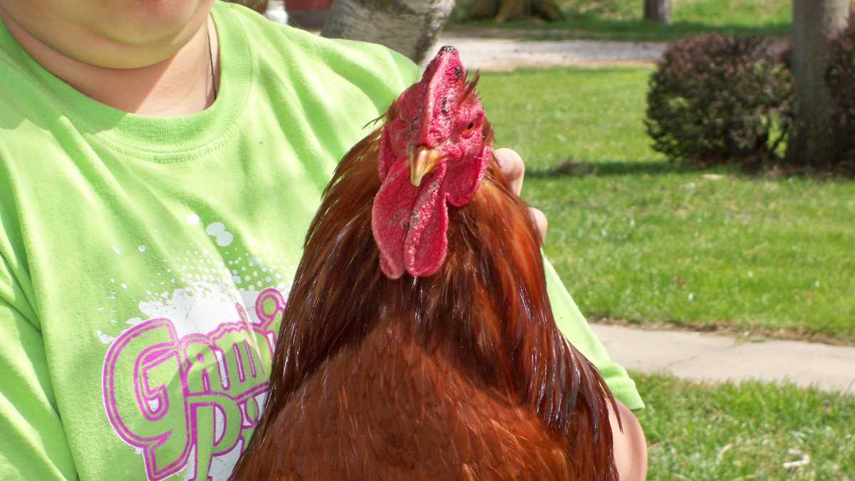 Photos: 50 cutest u local pets