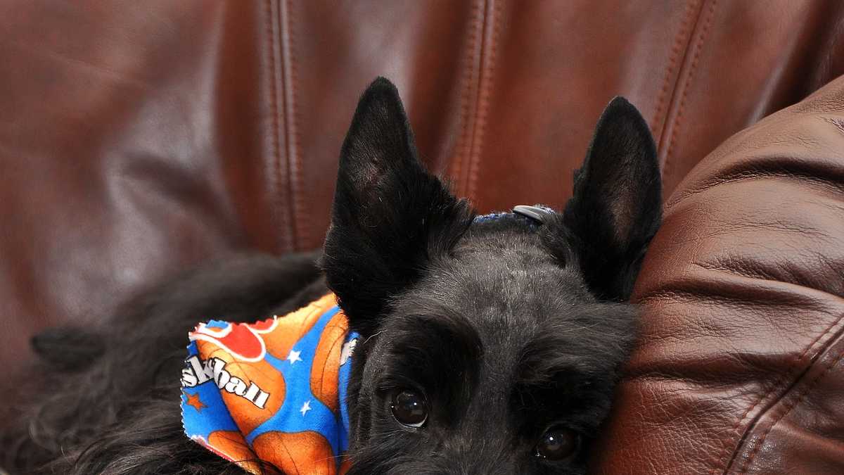 Photos: 50 cutest u local pets