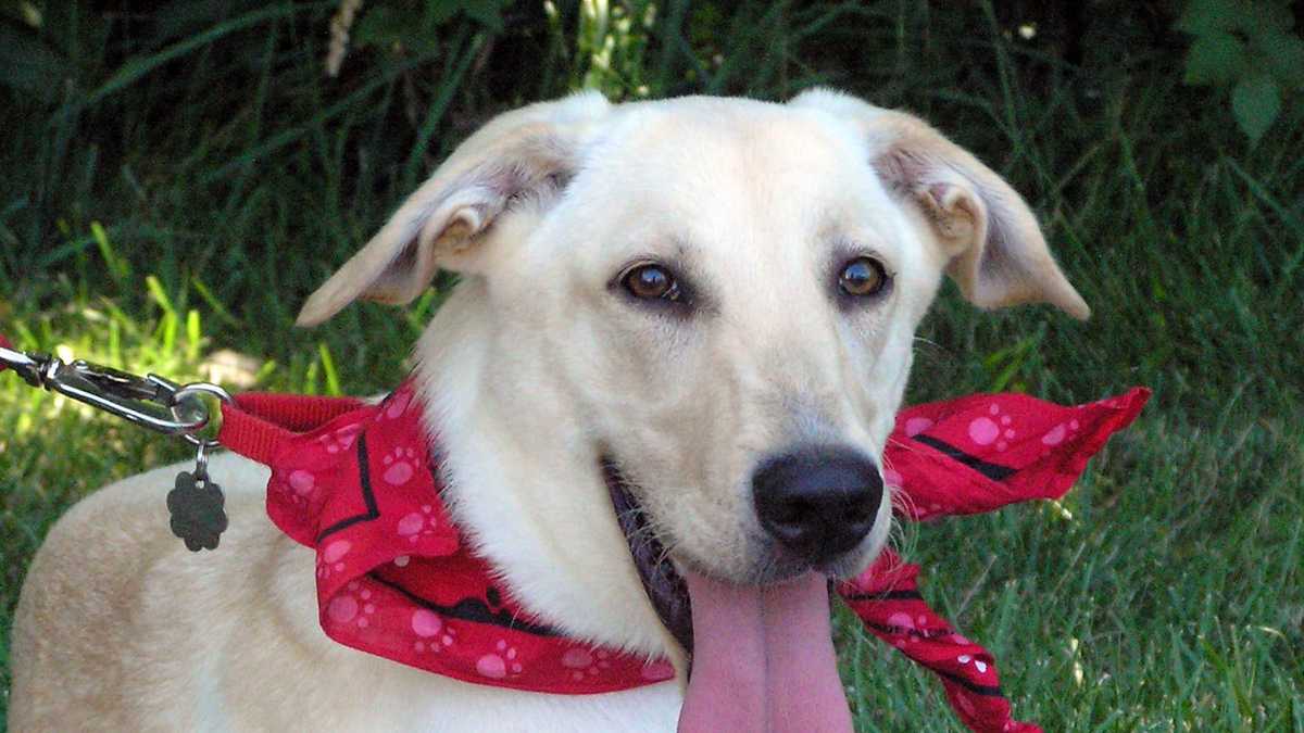 Photos: 50 cutest u local pets