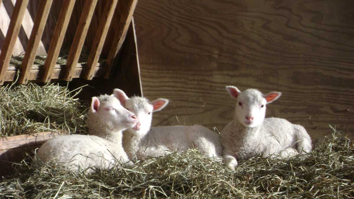 Photos: 50 cutest u local pets