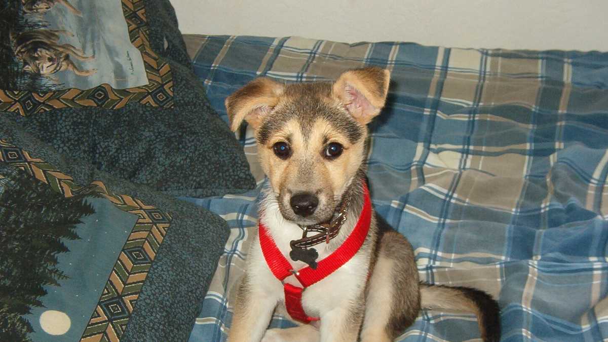 Photos: 50 cutest u local pets