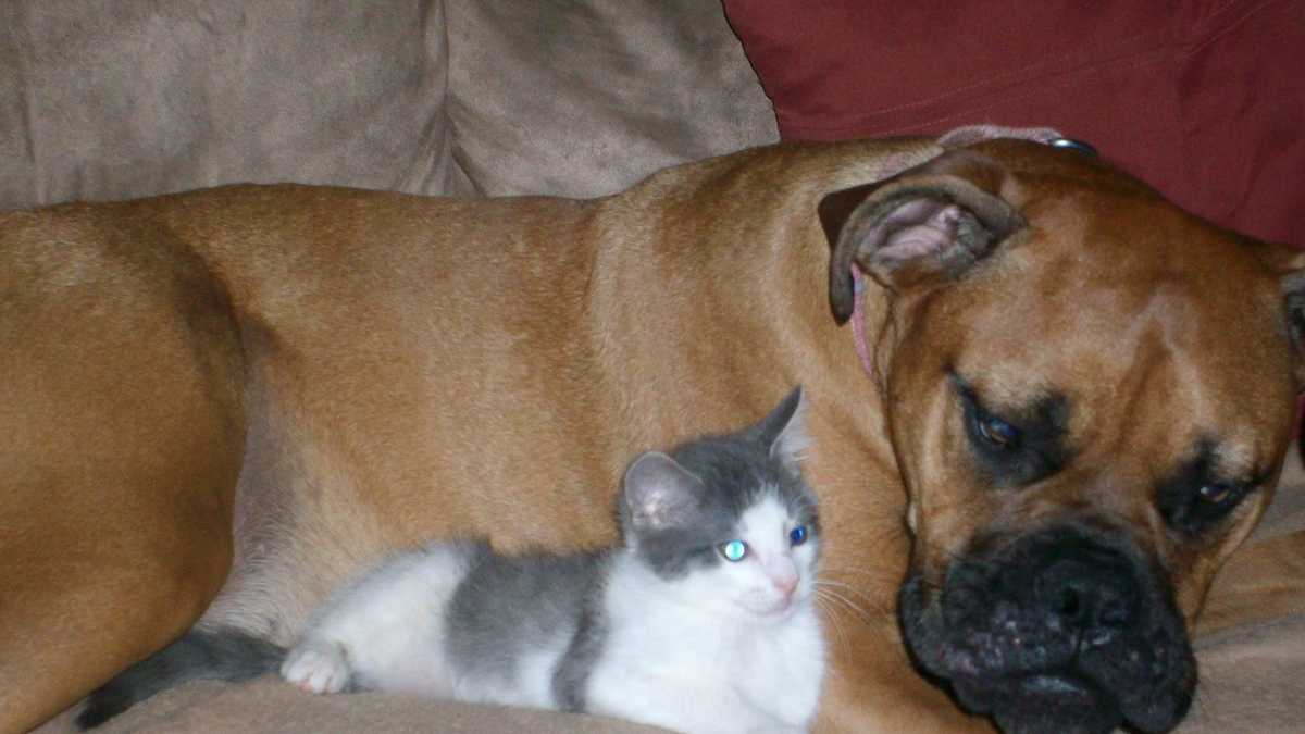 Photos: 50 cutest u local pets