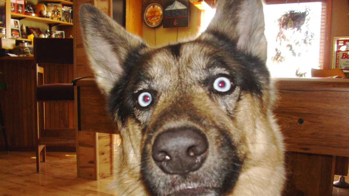 Photos: 50 cutest u local pets