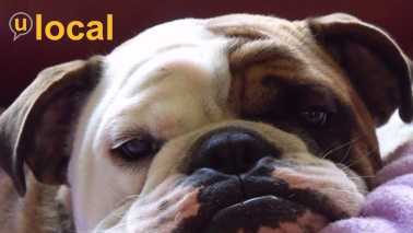 Photos: 50 cutest u local pets