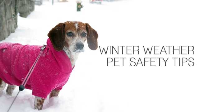 Winter weather pet safety tips