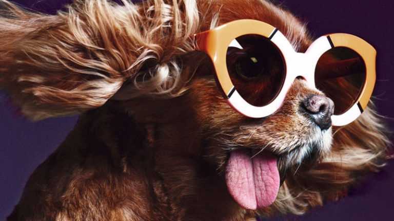 7 Pieces Of Life Advice From The Internet's Most Famous Pets