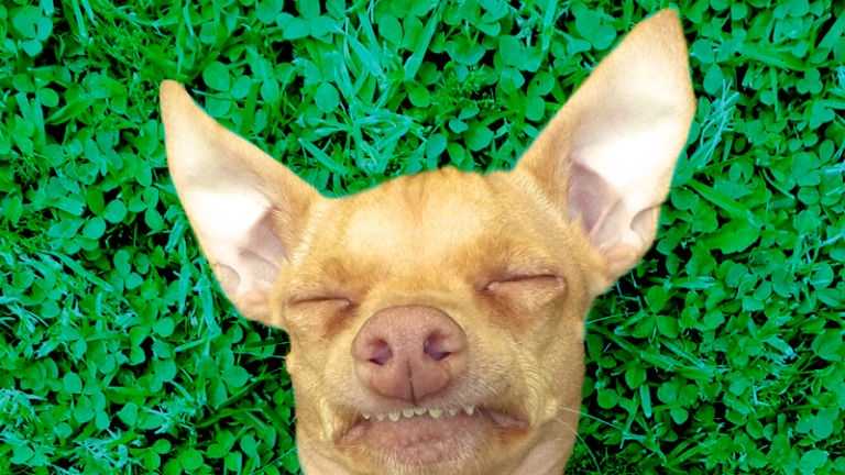 7 Pieces Of Life Advice From The Internet's Most Famous Pets