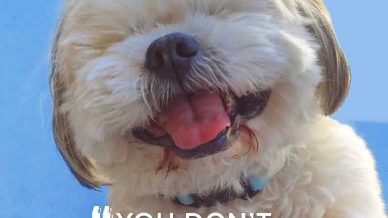 7 Pieces Of Life Advice From The Internet's Most Famous Pets