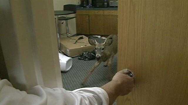 Deer crashes through window into Jackson business
