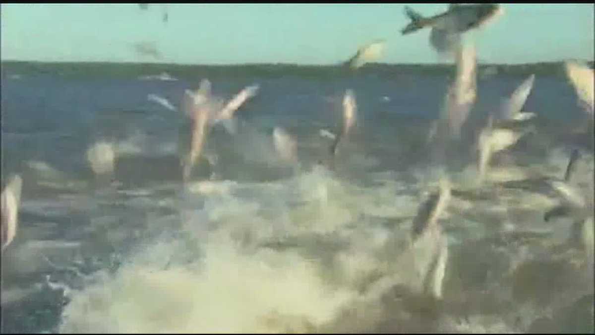 Chinese aim for big Asian carp catch in Miss.