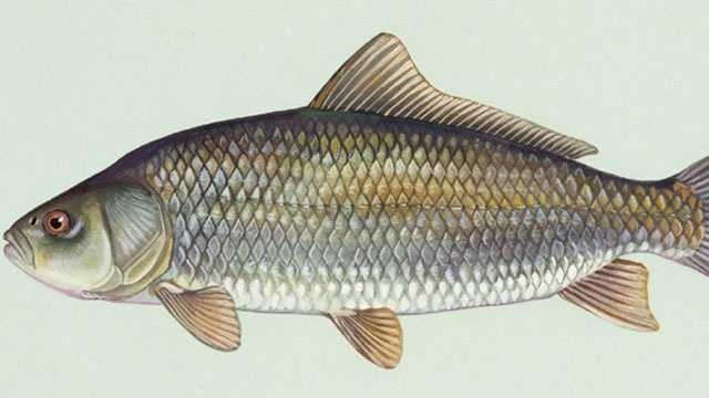 Health officials say disease tied to buffalo fish