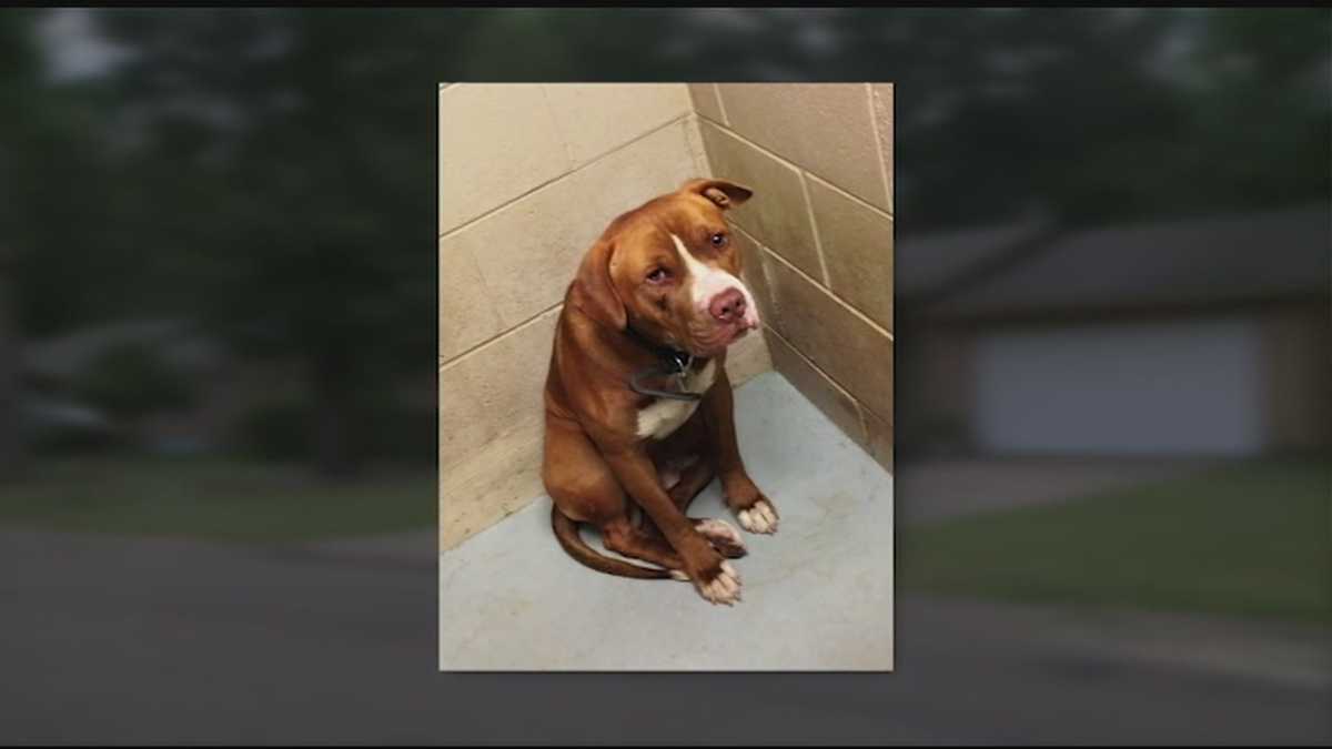 Hundreds sign petition to save pit bull after attack