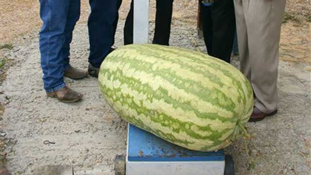 Water Valley boasts state record watermelon