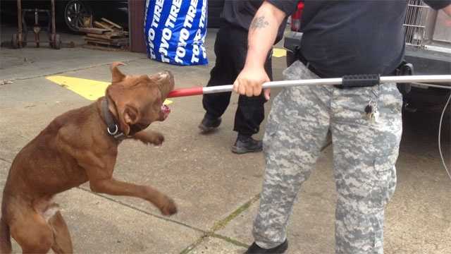 Police, animal control capture 2 'aggressive' dogs