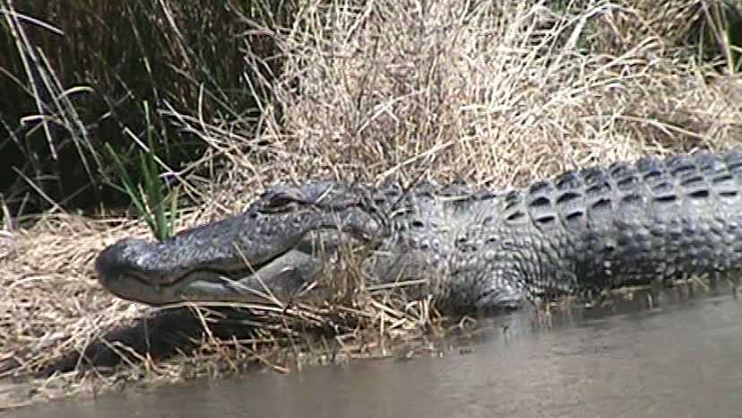Thousands of alligators make metro area home