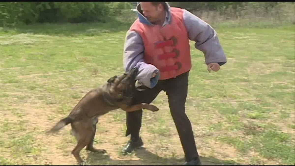 Debate rages over whether to ban pit bulls, dangerous breeds Debate rages over whether to ban pit bulls, dangerous breeds