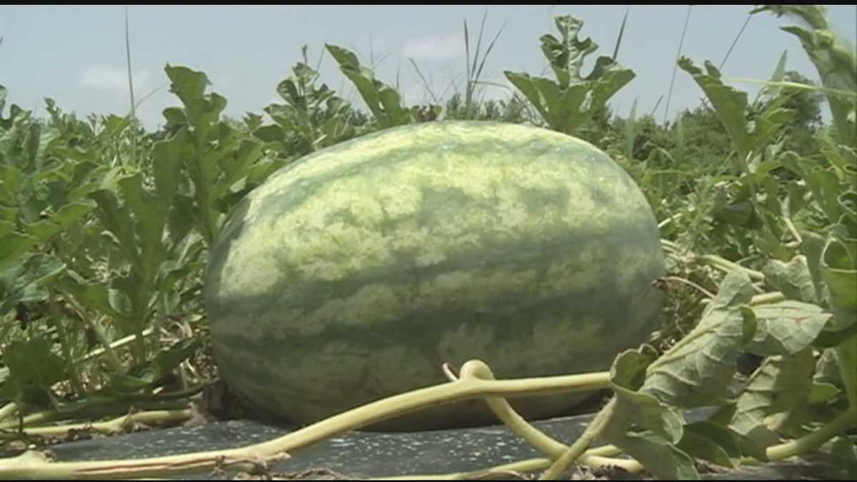 Watermelon crop could experience delay before Friday