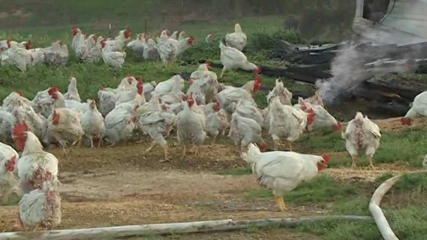 1,000 chickens survive fire