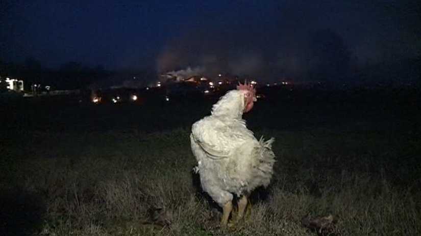 1,000 chickens survive fire