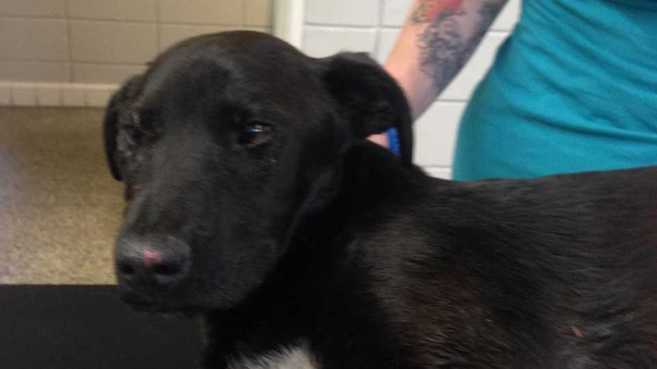 ARF takes in dog left for dead