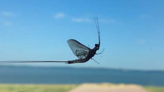 Mayfly invasion hits Rankin County
