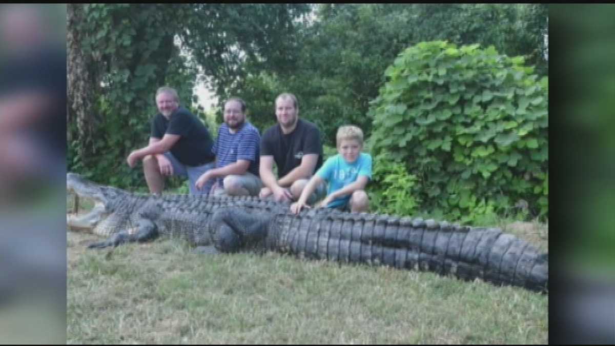 14 foot alligator breaks Miss. records