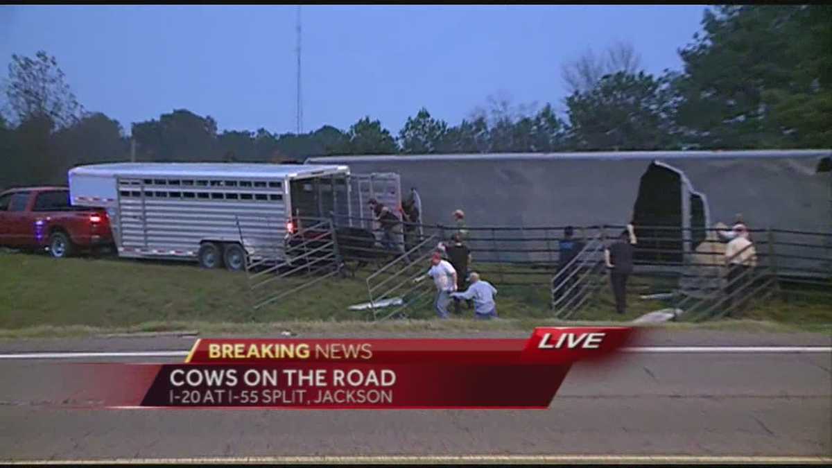 Cows wander interstate after crash