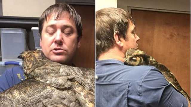Owl hugs adored rescuer; pictures go viral