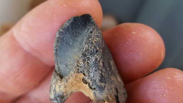Rare dinosaur tooth found in Mississippi