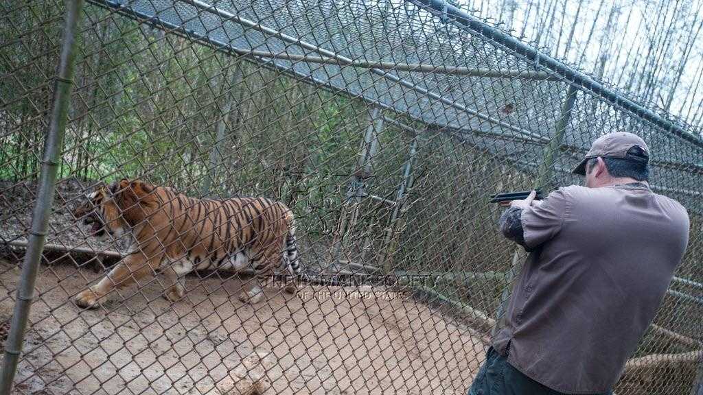 Tigers, Other Animals Seized From Collins Zoo