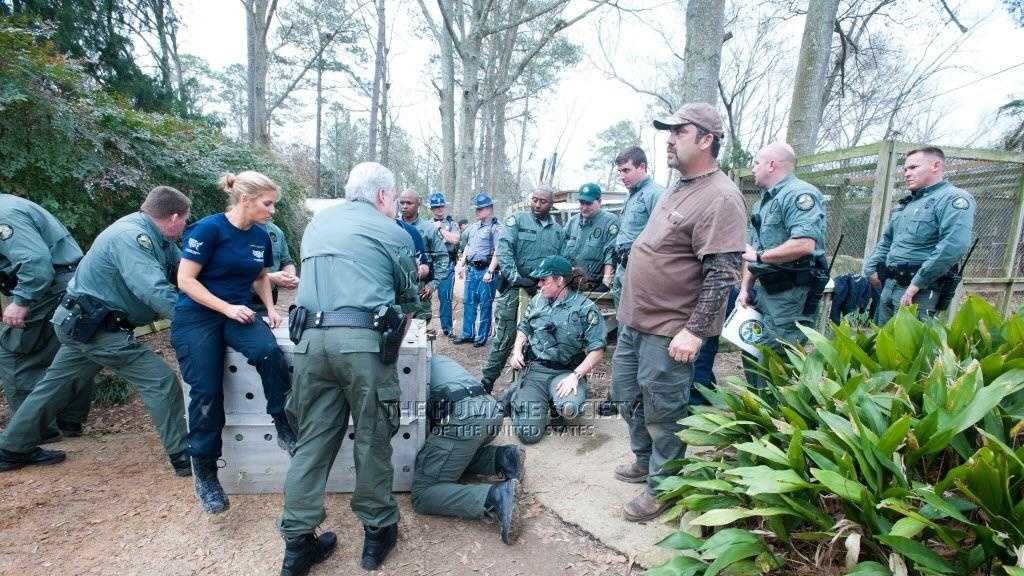 Tigers, Other Animals Seized From Collins Zoo