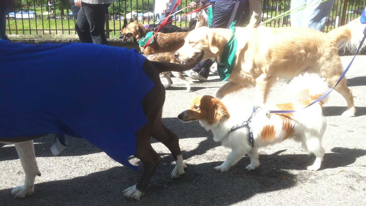 Thousands March for the Animals