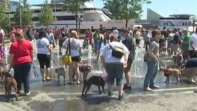 Pit bull owners parade dogs in protest