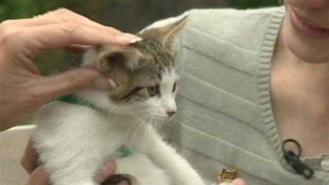 'Baltimore 500' aims to get 500 cats, kittens adopted