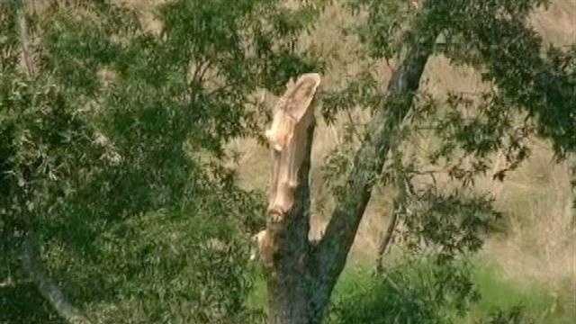 In photos: Plane's wing strikes tree before fatal crash