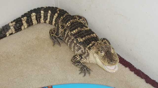 Photos: Police encounter 3-foot alligator