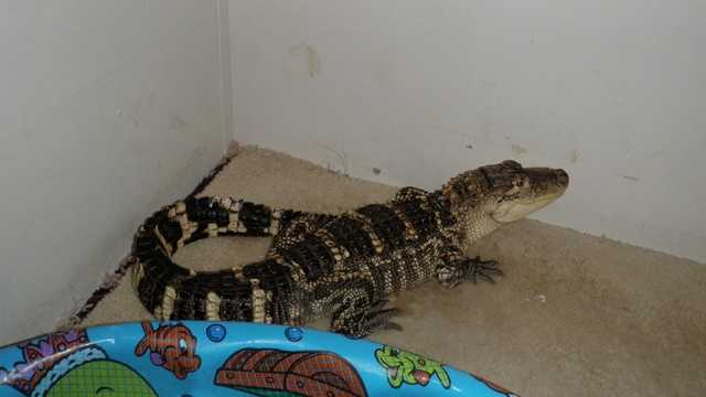 Photos: Police encounter 3-foot alligator