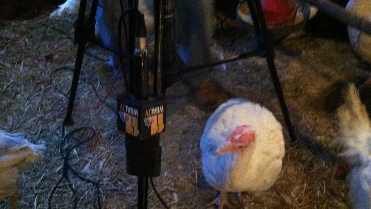 Behind the scenes of Ava's turkey farm visit