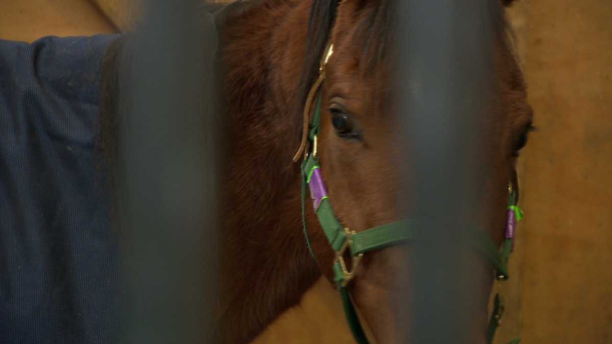 Images: Neglected horses rescued from farm