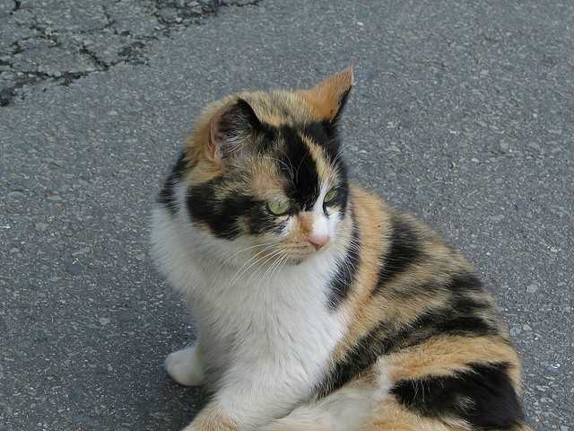 These symbols make you a Marylander