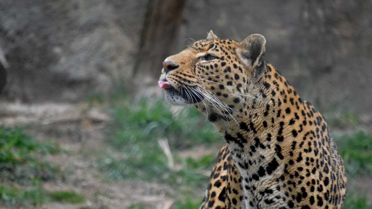 Zoo mourns leopard who suffered cancer
