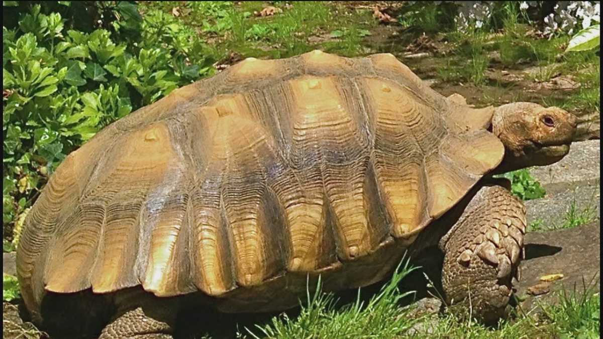 Woman searches for massive missing pet tortoise