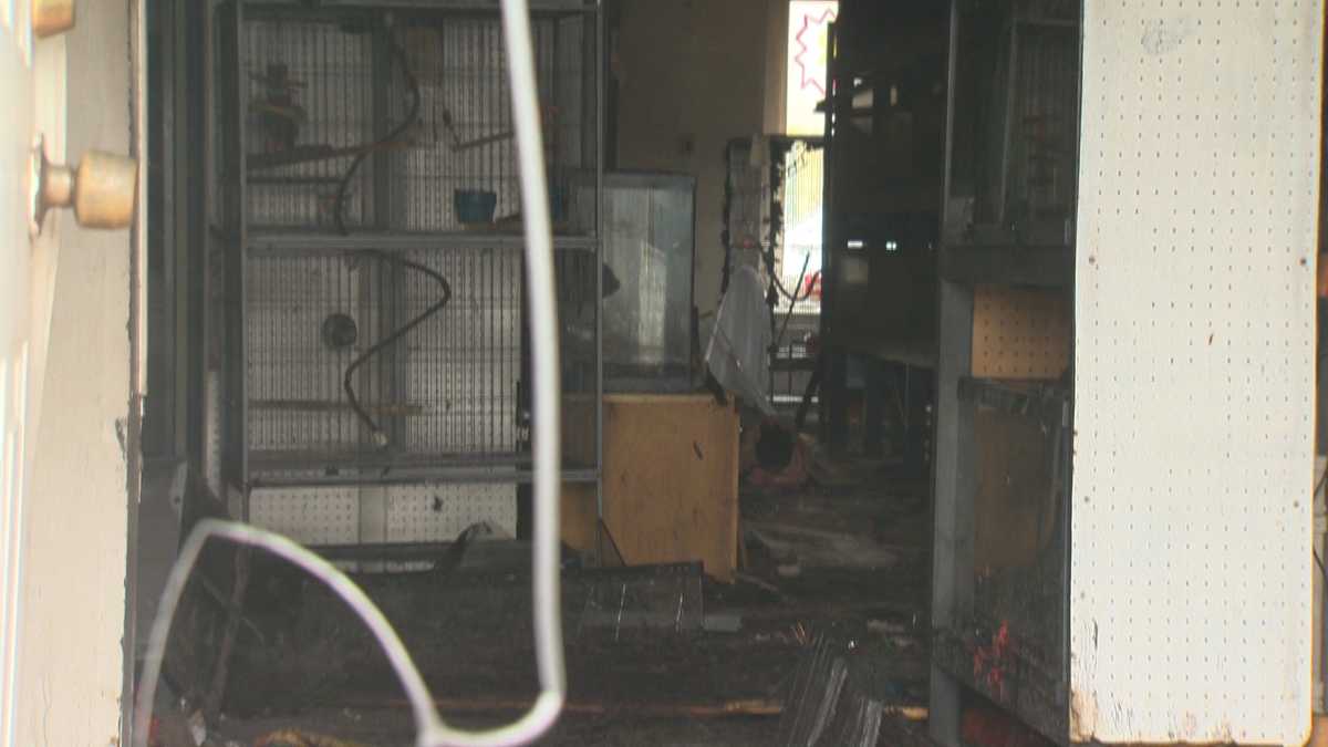 Animals killed in Cecil County pet shop fire